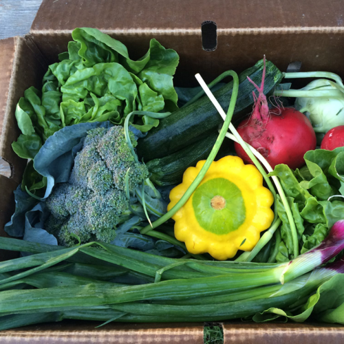 CSA Tips | Community Supported Agriculture | CSA Program