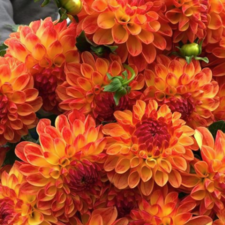 Local Flowers: The How and Why - Eat Local First