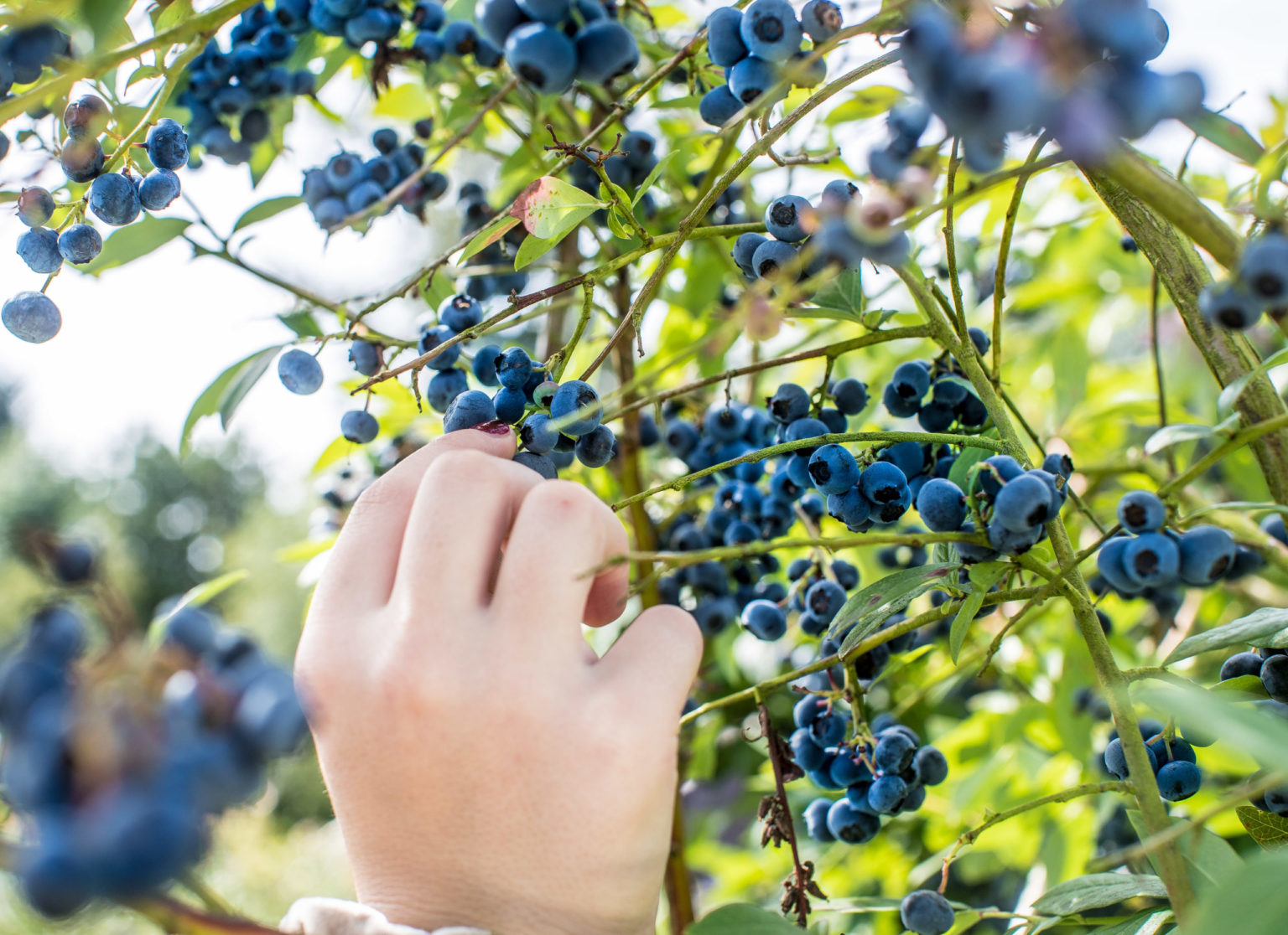 Mountainview Blueberry Farm - Eat Local First