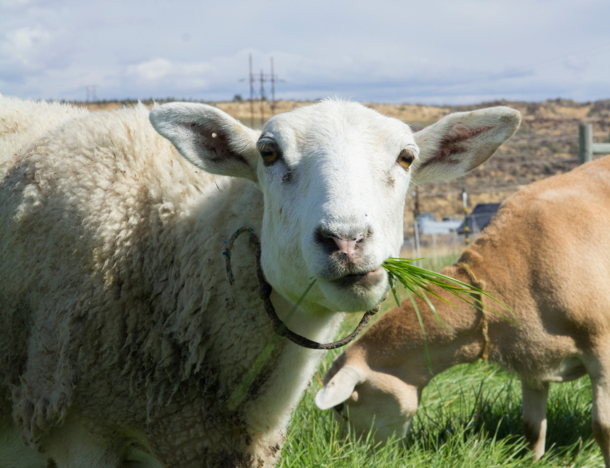 About - Eat Local First