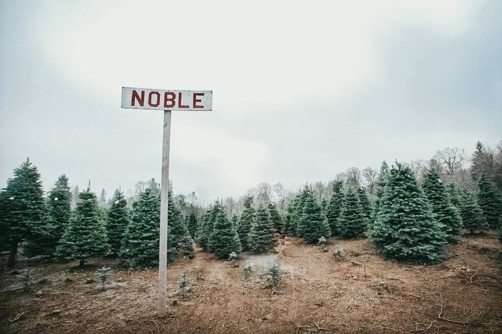 Thorntons' Treeland - Eat Local First