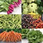 CSA Tips | Community Supported Agriculture | CSA Program