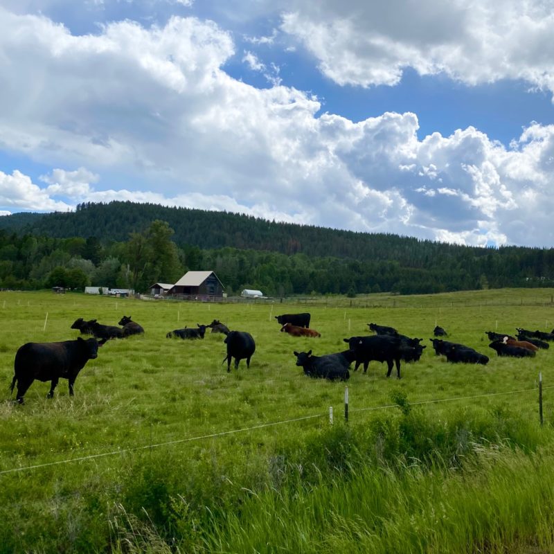 Ramstead Ranch - Eat Local First