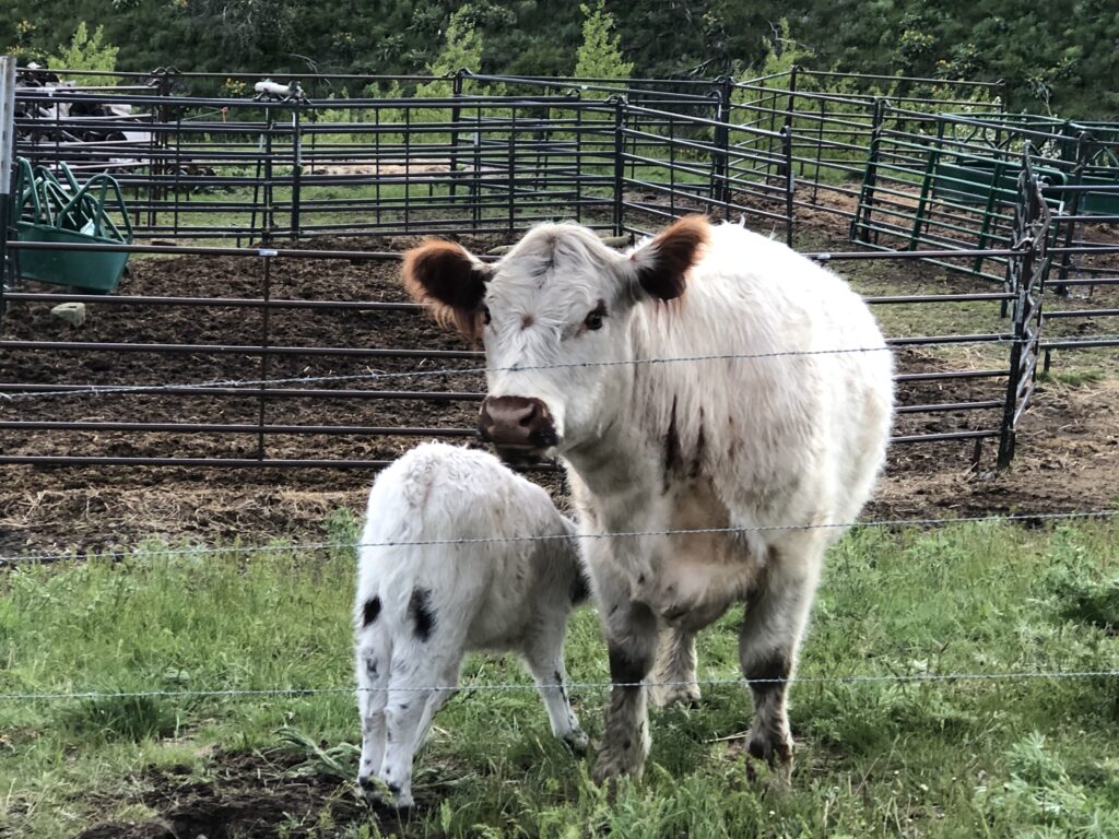 Big Pine Ranch, LLC - Eat Local First