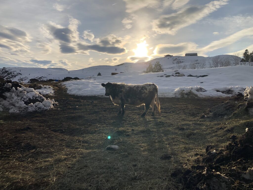 Big Pine Ranch, LLC - Eat Local First