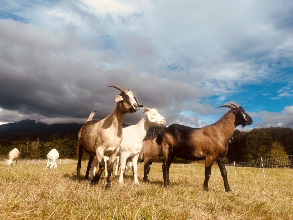 Quarter Circle 2C Ranch - Eat Local First