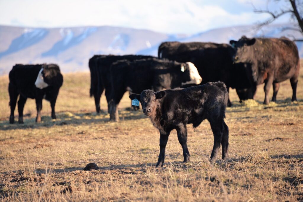 Ickes Beef - Eat Local First